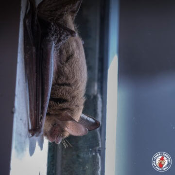 Bat Control | Bat Removal