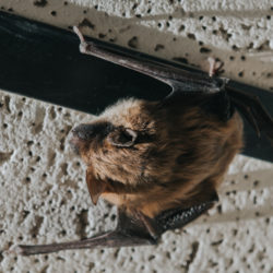 Bat Control | Bat Removal