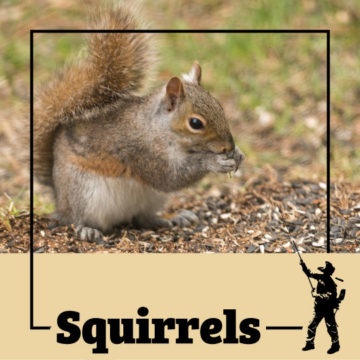 History Of Inexplicable Squirrel Attacks On Humans - Town & Country ...