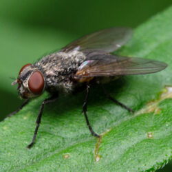 Services - Town & Country Pest Solutions | Pest Control Rochester