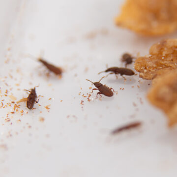 Services - Town & Country Pest Solutions | Pest Control Rochester