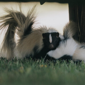 Skunks Control & Removal Services